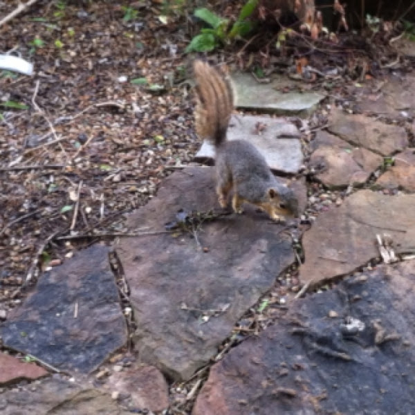 Texas Fox Squirrel | Project Noah