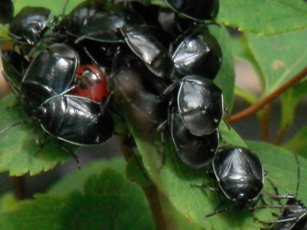 White-margined Burrower Bug | Project Noah
