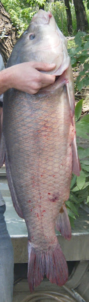 Common Carp | Project Noah