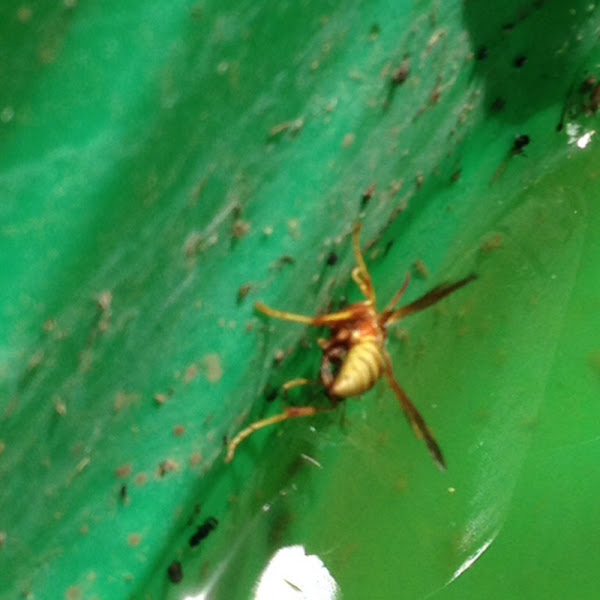 Mud dapper wasp | Project Noah