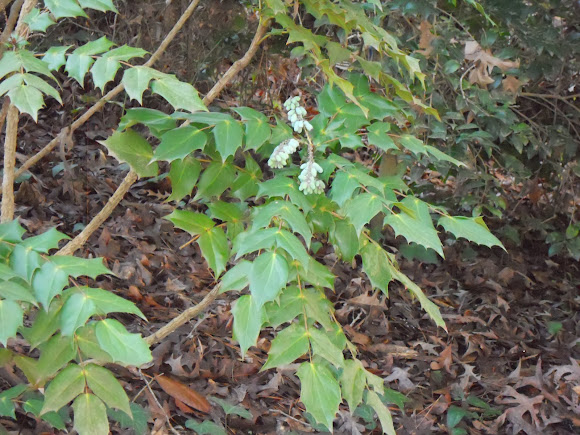 Leatherleaf Mahonia | Project Noah