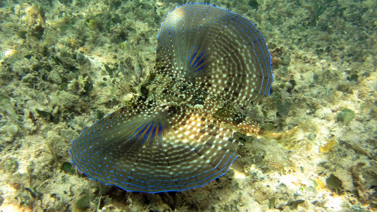 Flying gurnard | Project Noah
