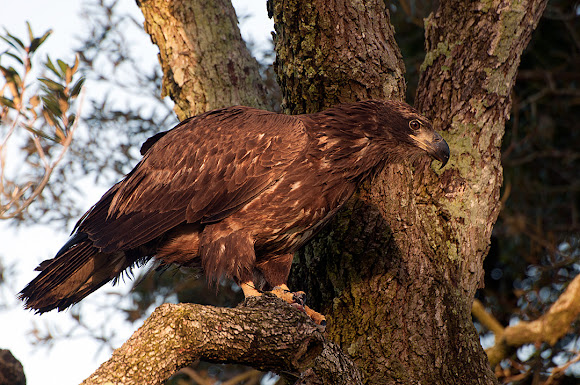 Bald Eagle | Project Noah