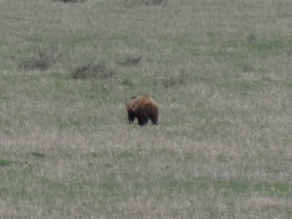 Grizzly Bear | Project Noah