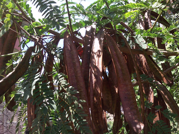 Guaje blanco | Project Noah