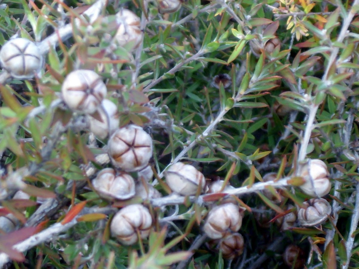 Prickly Tea Tree | Project Noah