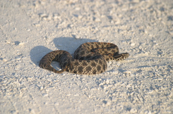 Pygmy Rattle Snake | Project Noah