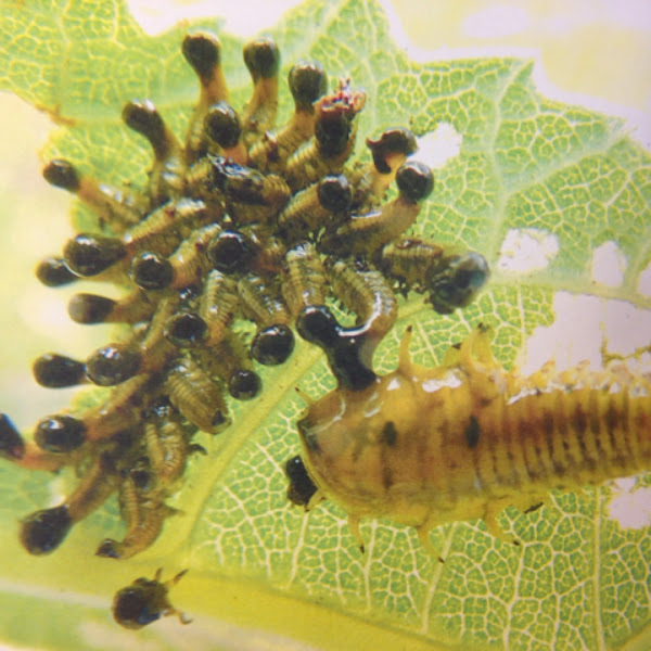 Tortoise Beetle Larvae | Project Noah