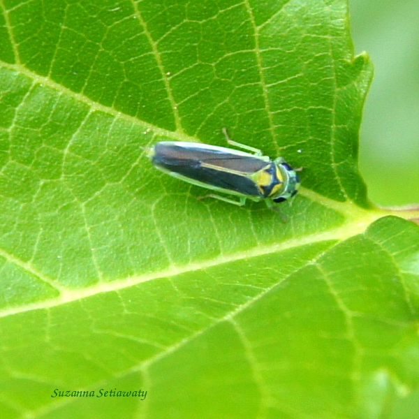 Planthopper | Project Noah
