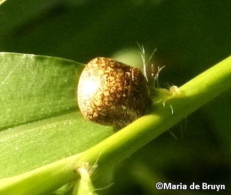 Kudzu bug | Project Noah