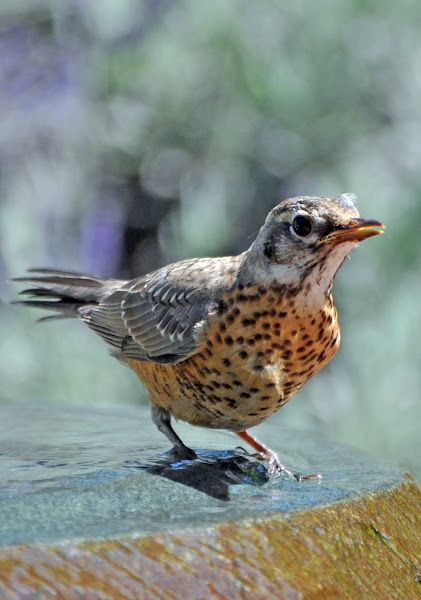 Juvenile American Robin | Project Noah