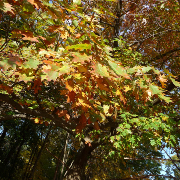 Northern Red Oak | Project Noah