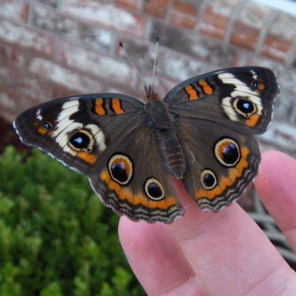 Butterflies and Moths of Arkansas | Project Noah