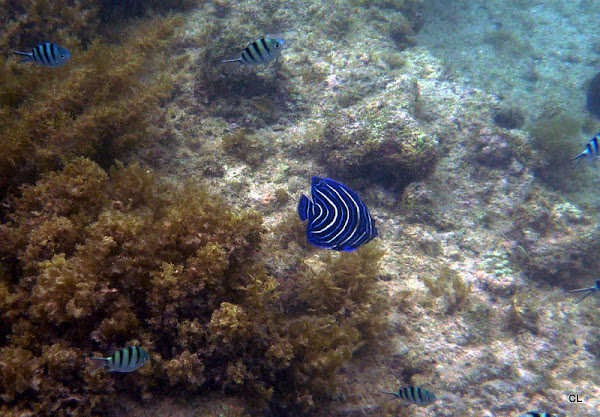 Juvenile Semi-circle Angelfish | Project Noah