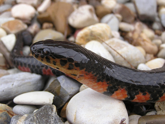 Mud Snake | Project Noah