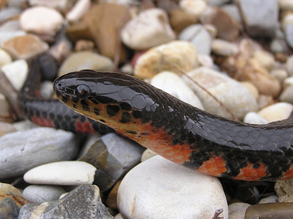 Mud Snake | Project Noah