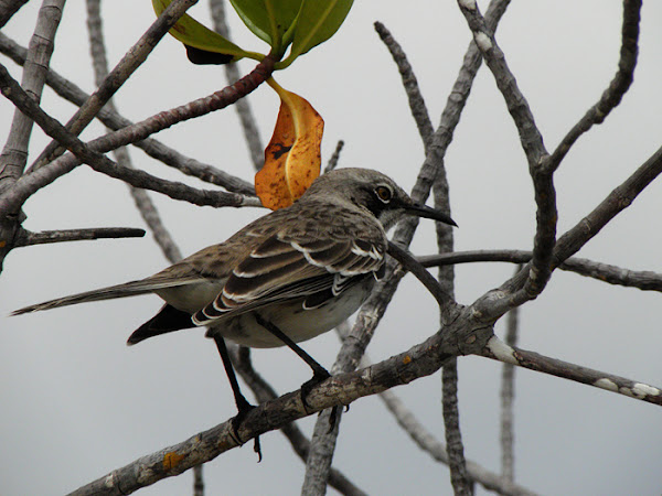 Cucuve de San Cristóbal | Project Noah