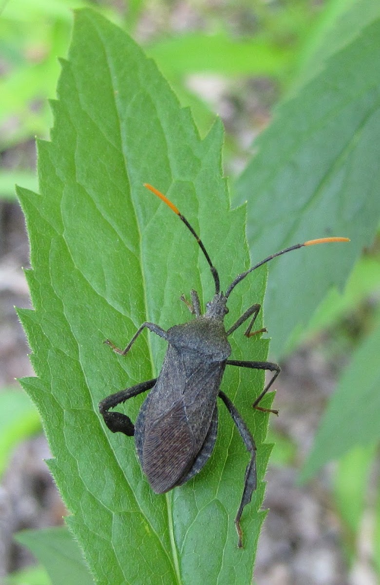 Leaf-footed bug | Project Noah