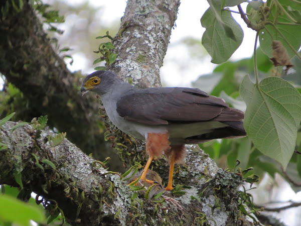 Bicolored Hawk | Project Noah