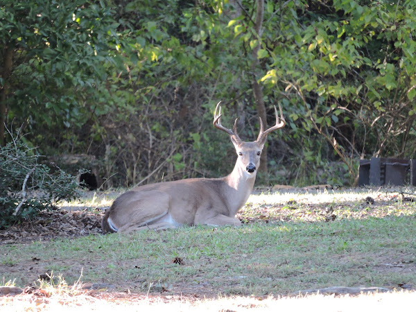 White-Tailed Deer | Project Noah