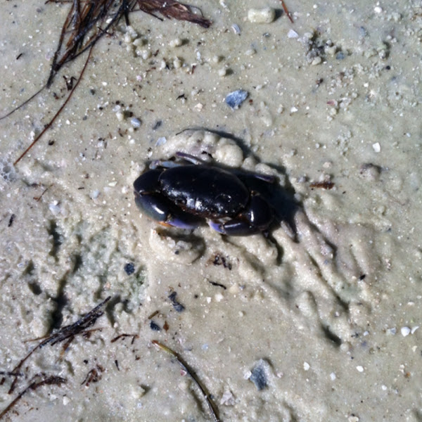 Blue Land Crab | Project Noah