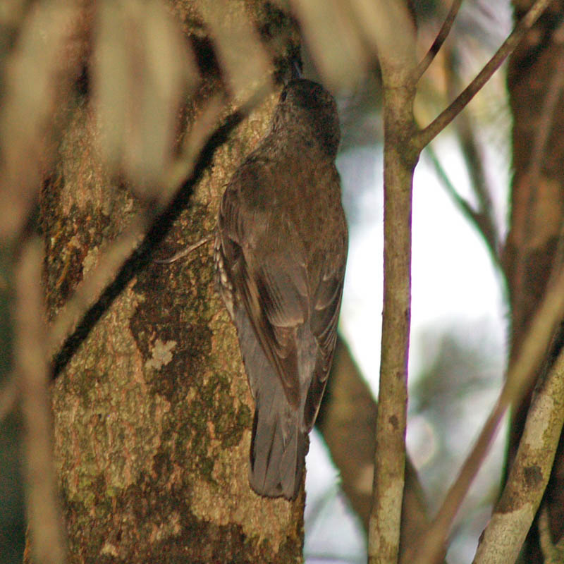 White-throated Treecreeper | Project Noah