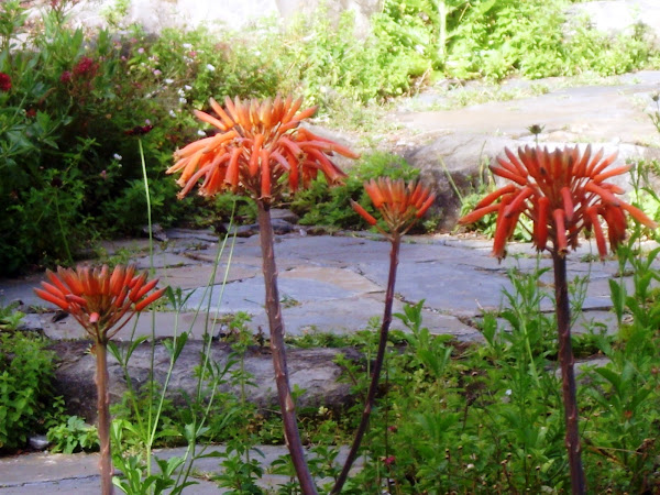 Zebra ALoe | Project Noah