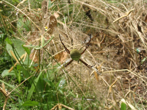 Oval St Andrew's Cross Spider | Project Noah