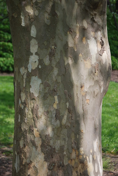 Bloodgood London Planetree | Project Noah