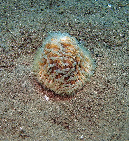 Mushroom coral | Project Noah