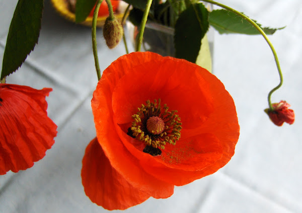 Field poppy/Poljski mak | Project Noah