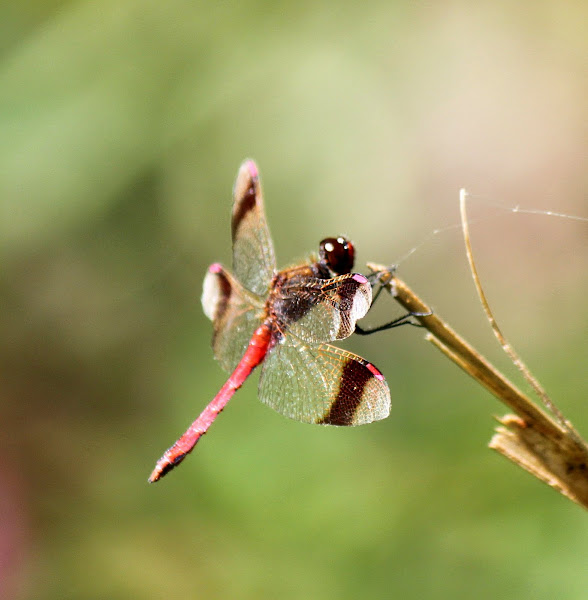 Banded Darter | Project Noah