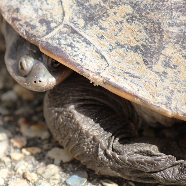 Eastern Long-necked Turtle | Project Noah