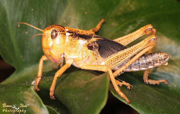 Migratory locust (Nymph) | Project Noah