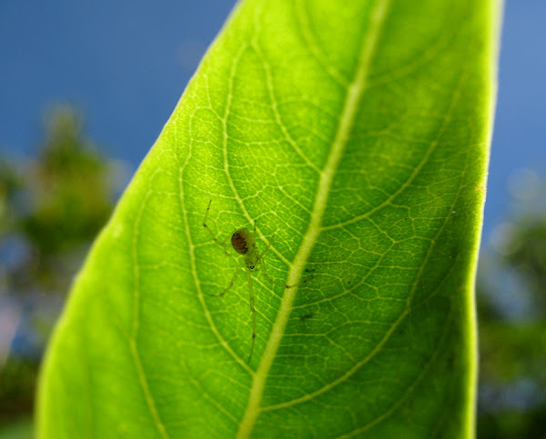 Tangle Web Spider | Project Noah