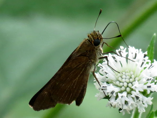 Ocola skipper | Project Noah