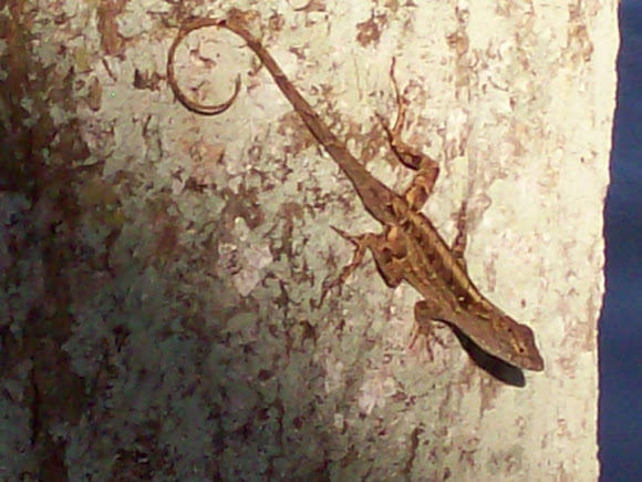 Brown anole | Project Noah