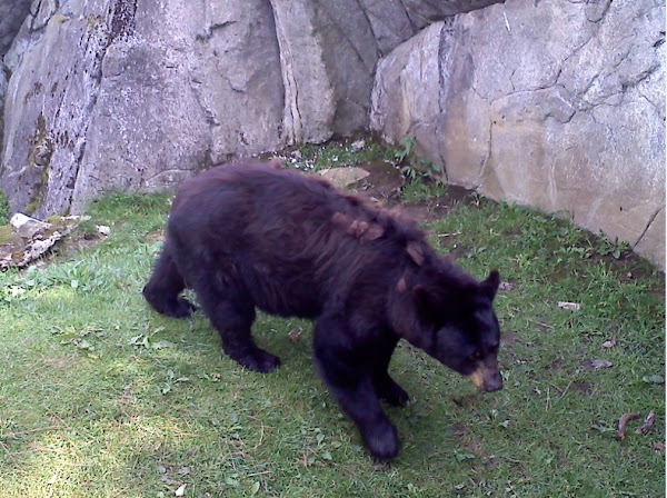 American Black Bear | Project Noah