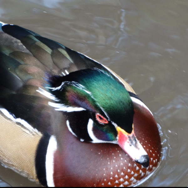 Wood duck | Project Noah
