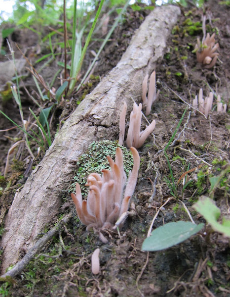 Beautiful clavaria or pink coral fungus | Project Noah