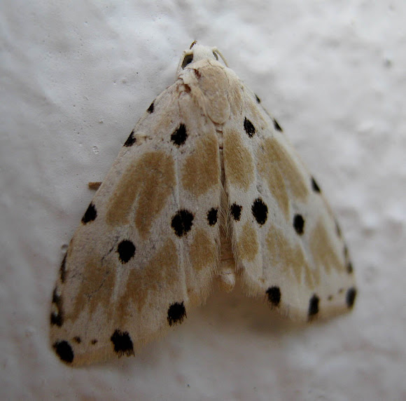 Dotted Moth | Project Noah
