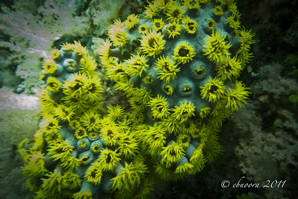 Sun Coral | Project Noah