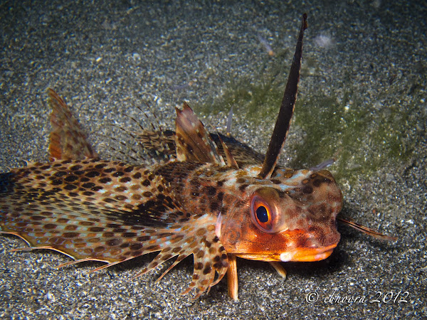 Oriental Flying Gurnard, Sea Robin | Project Noah