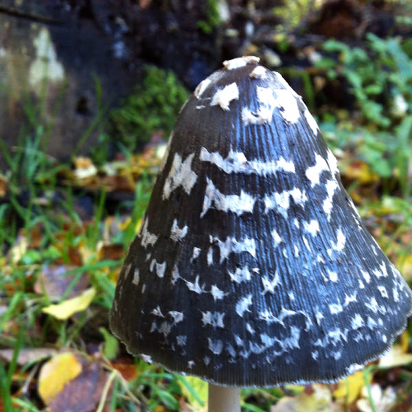 Magpie Inkcap | Project Noah