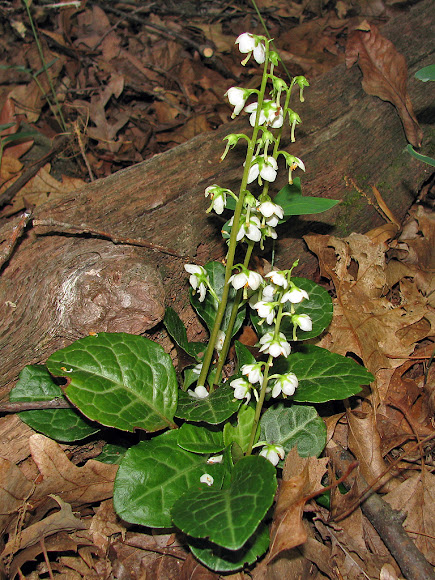 Round-leaved Pyrola | Project Noah