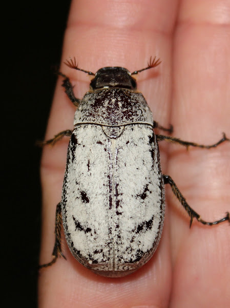Greyback Cane Beetle | Project Noah