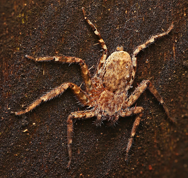 Flatties Spider | Project Noah