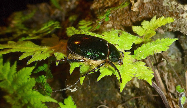 Green Metallic Scarab | Project Noah