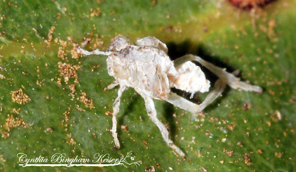Planthopper exuvia | Project Noah