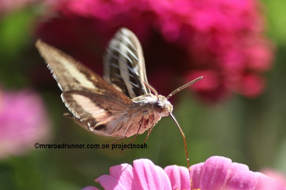 Hawk Moth | Project Noah